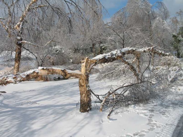 How to prepare and protect your trees for cold weather and snow. - Tree ...