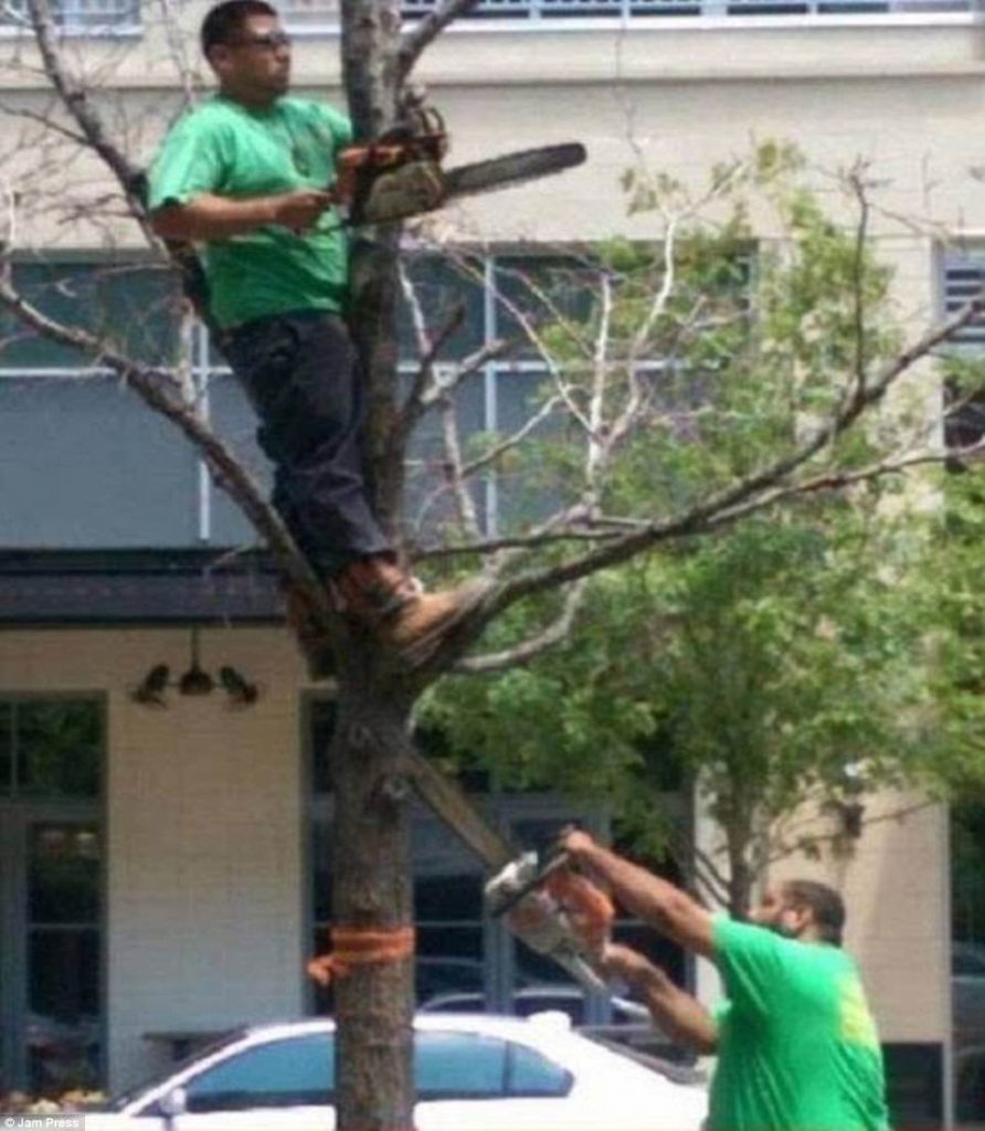 How To Avoid A Bad Tree Surgeon | Bob Angus Tree Services