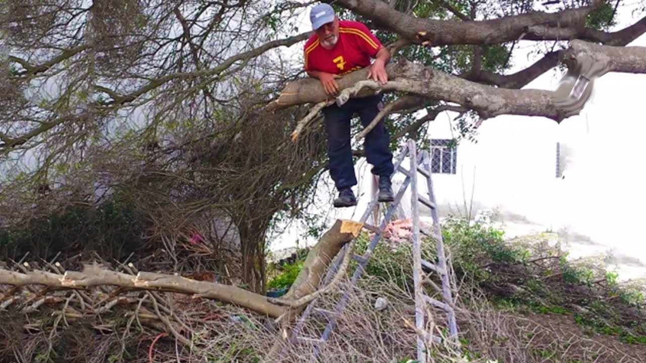 How To Avoid A Bad Tree Surgeon | Bob Angus Tree Services